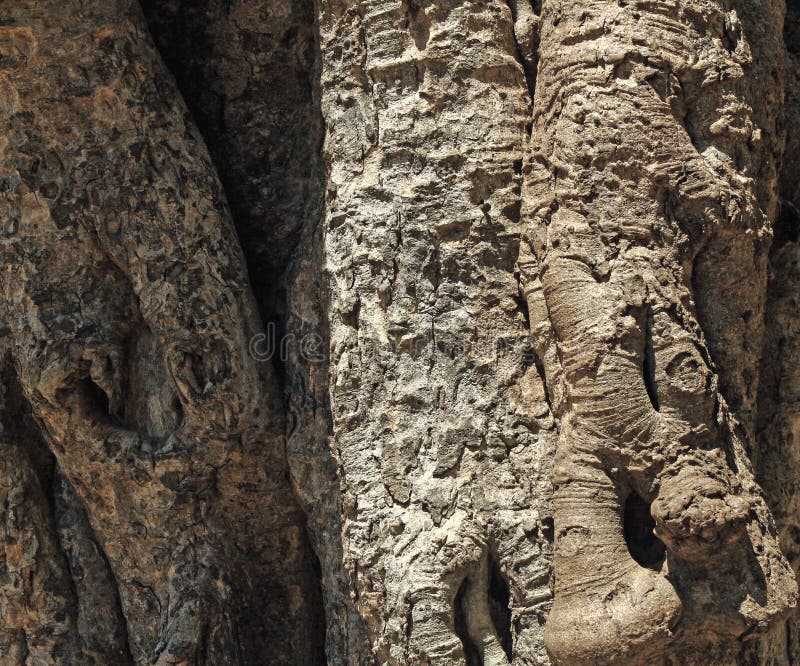 Texture of a Tree. the Natures Detail Stock Illustration - Illustration ...