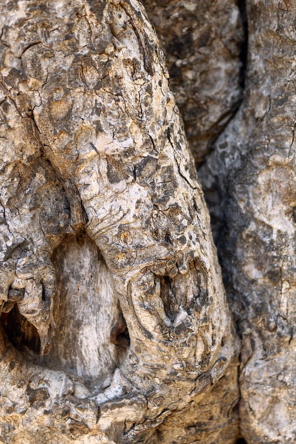 Texture of a Tree. the Natures Detail Stock Illustration - Illustration ...