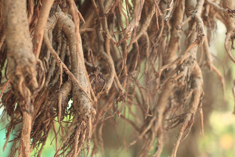 Texture of Tree Roots. the Natures Detail Stock Photo - Image of ...