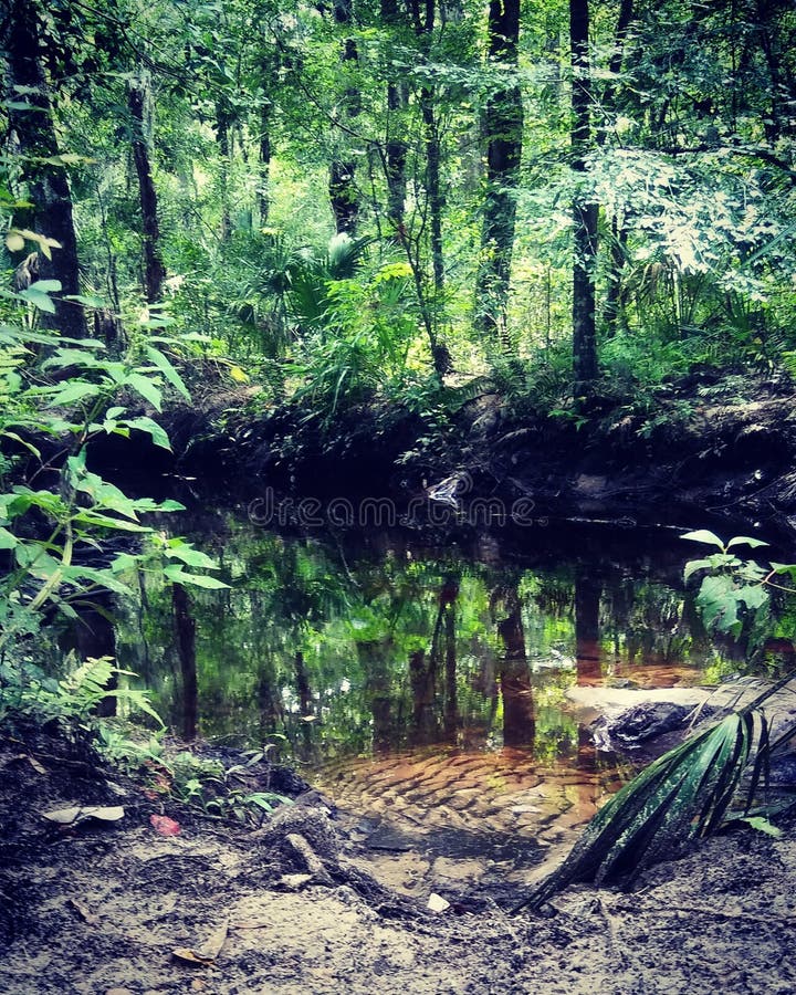 Natures eyes stock photo. Image of stream, trees, nature - 100653288