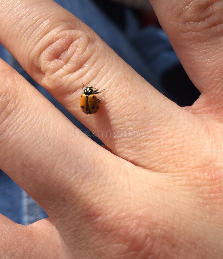 Natures hand stock photo. Image of beauty, spring, natures - 53482640