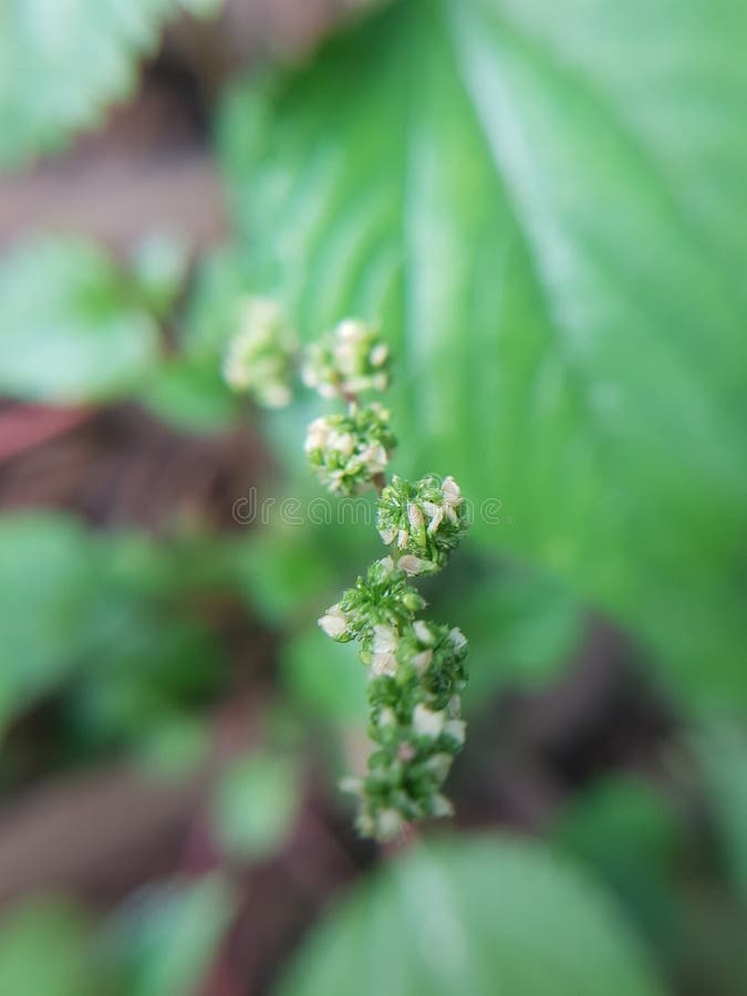 Natures Laportea, Be Careful when Touching this Plant because it Can ...