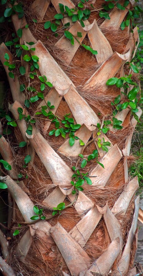 Natures Lattice in a Palm Trunk Stock Image - Image of network ...