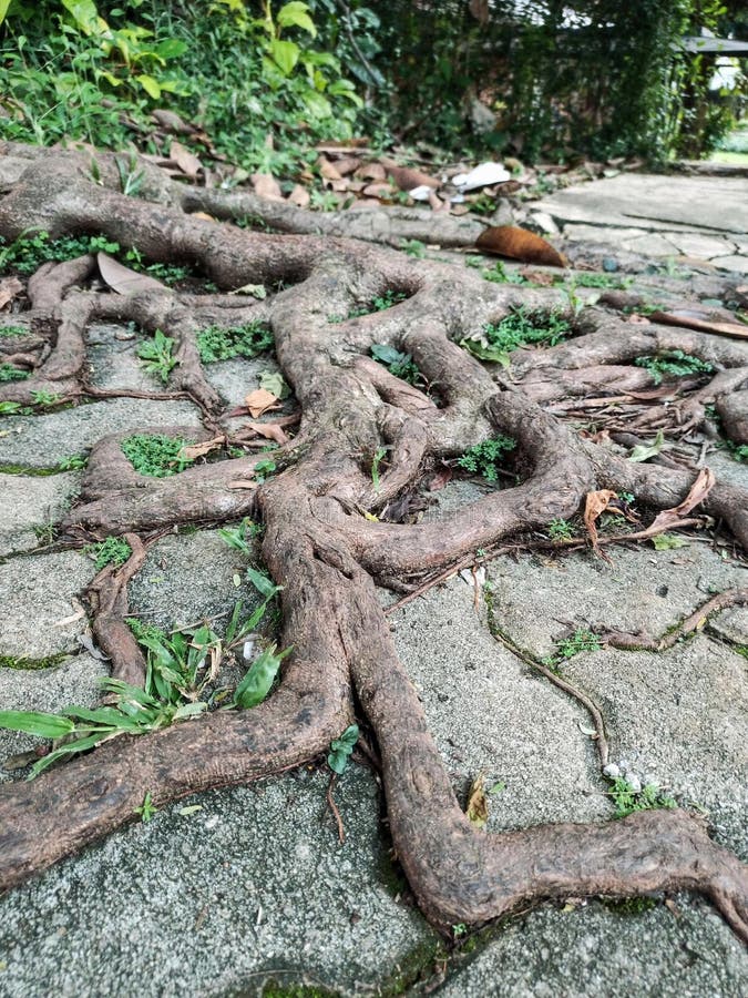 Natures Path: Tree Roots Breaking through Urban Pavement Stock Image ...
