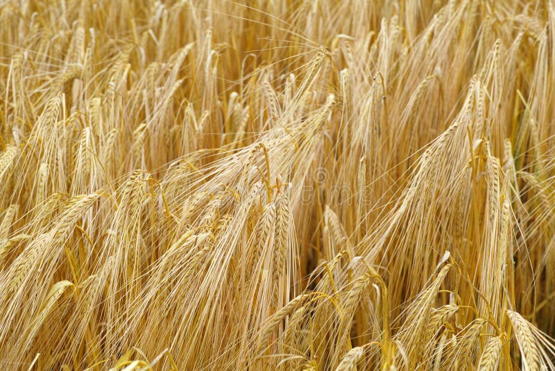Natures Ripe Harvest - Wheat. Wheat Crops Blowing in the Breeze. Stock ...