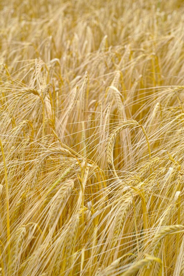 Natures Ripe Harvest - Wheat. Wheat Crops Blowing in the Breeze. Stock ...