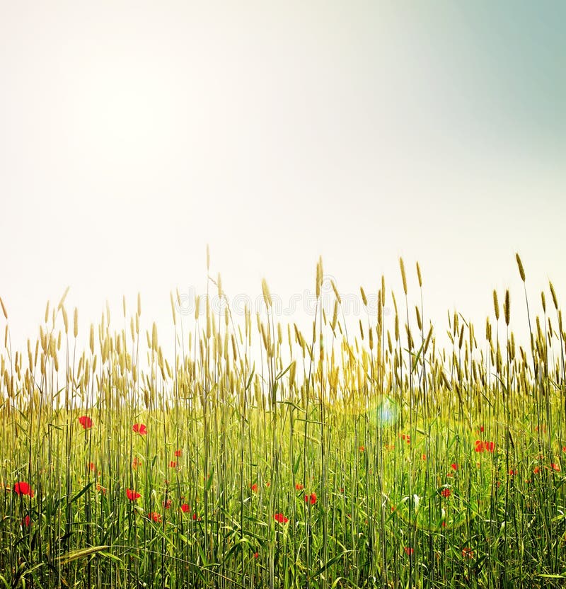 Natures Ripe Harvest - Wheat. Ripe Wheat - Ready for Harvesting. Stock ...