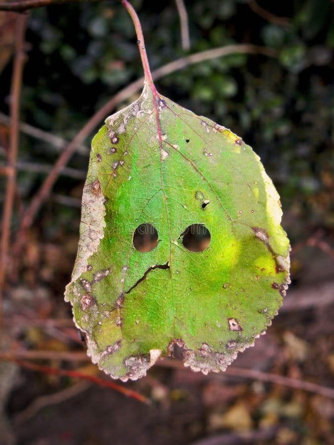 Natures Sadness stock photo. Image of leaves, winter - 31874578