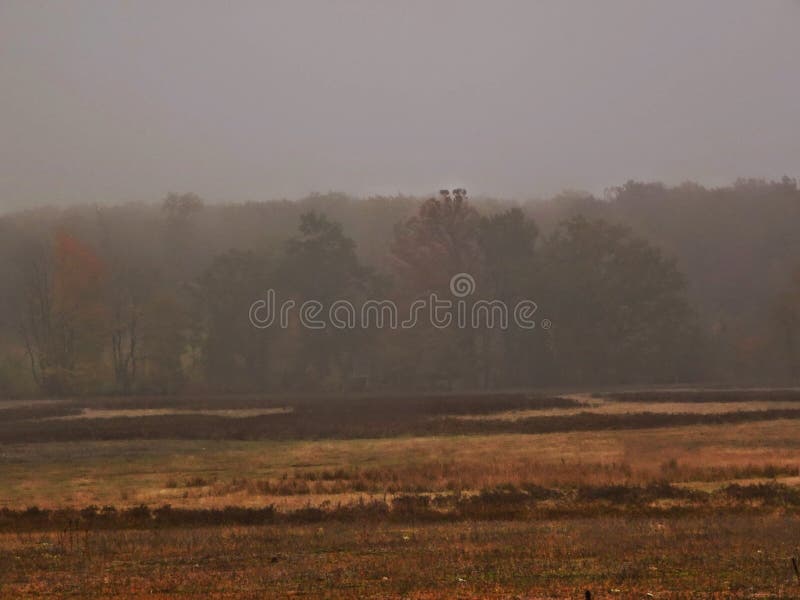 Natures silence stock photo. Image of woodland, natures - 50015442