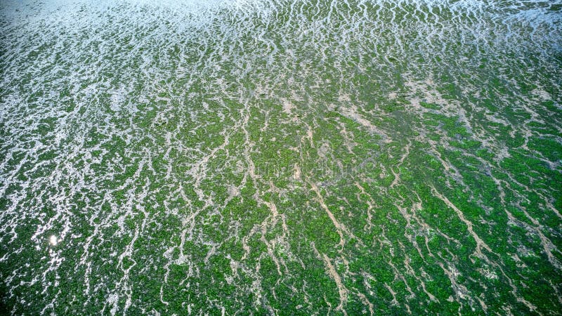 Natures Texture and Design at Low Tide Stock Image - Image of design ...