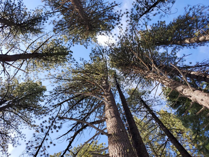 Natures & Trees are Breathtaking Stock Image - Image of beautiful ...