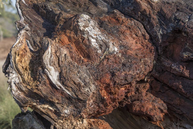 Natures Work of Art from Fallen Rotten Willow Tree Stock Photo - Image ...