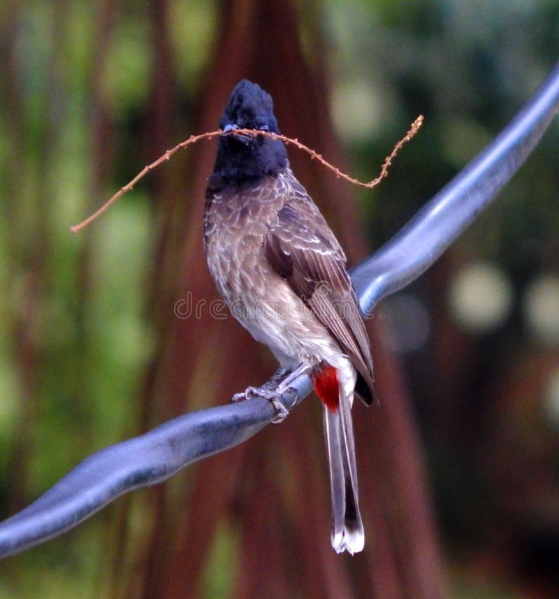 Natureza Cingalesa Bulbul Vermelho-exalado Foto de Stock - Imagem de ...