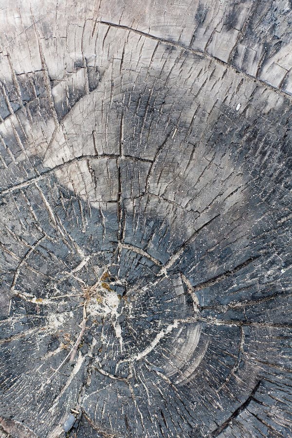 Natuurlijk Doorstaan Grey Tree Stump Cut Texture Stock Foto - Image of ...
