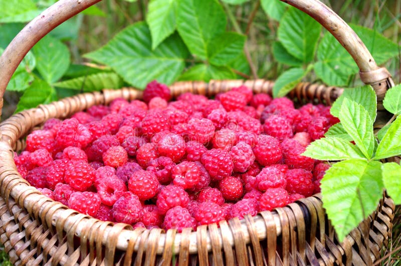 Natuurlijke frambozen stock foto. Image of vrucht, oogst - 20470278