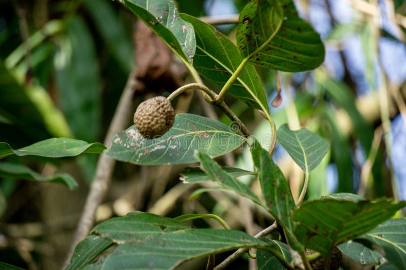 Nauclea Latifolia Also Known by Its Common Name African Peach Stock ...
