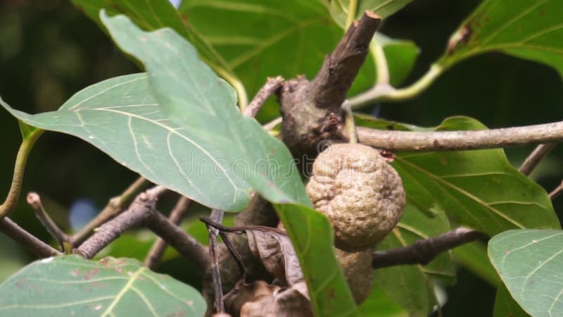 Nauclea Latifolia Also Known by Its Common Name African Peach Stock ...