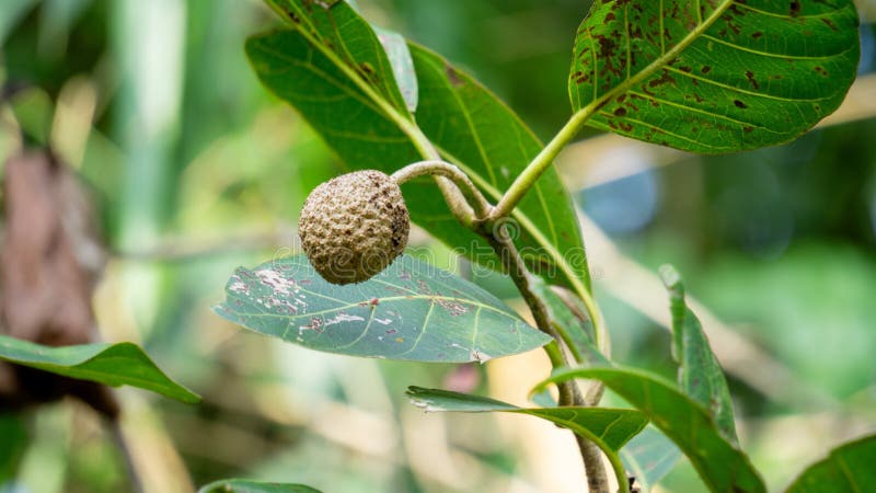 Nauclea Latifolia Also Known by Its Common Name African Peach Stock ...