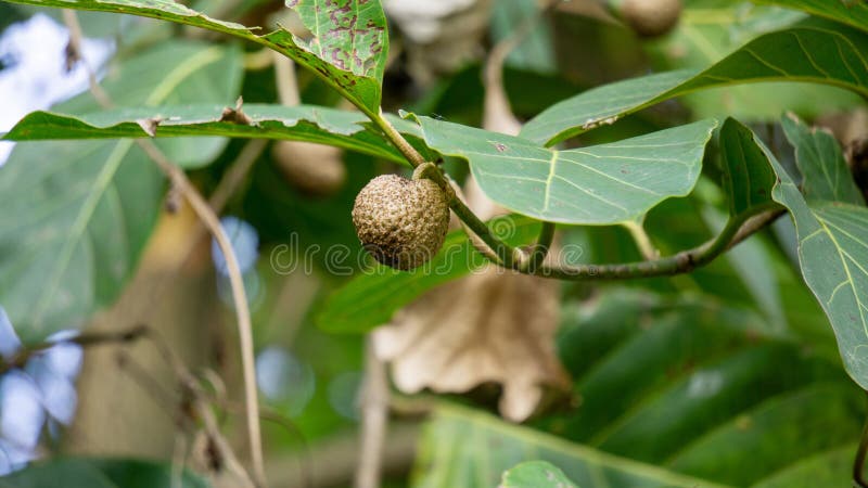 Nauclea Latifolia Also Known by Its Common Name African Peach Stock ...