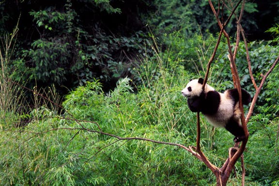 7,201 Naughty Baby Reels Stock Photos - Free & Royalty-Free Stock ...