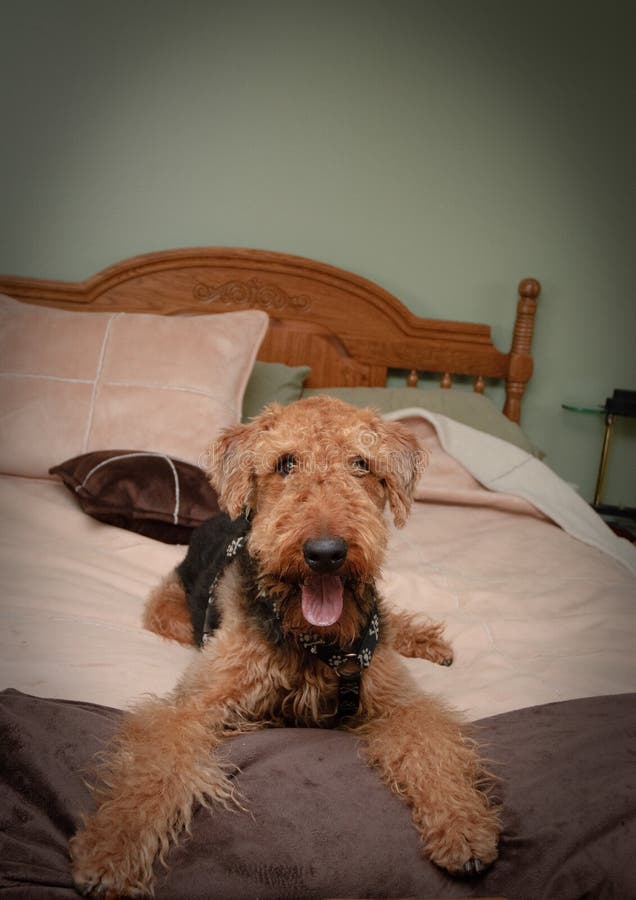 426 Big Bad Dog Htmll Stock Photos - Free & Royalty-Free Stock Photos ...