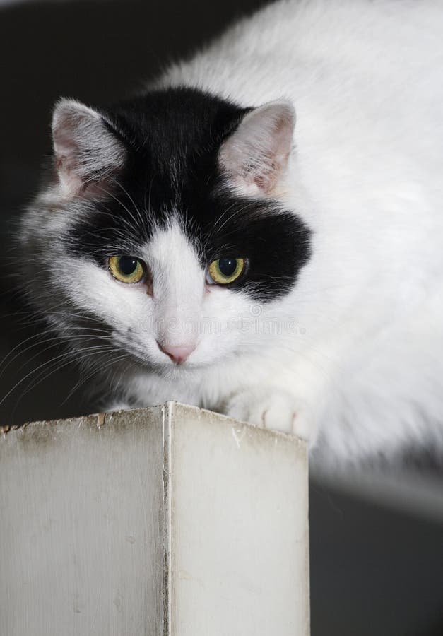 Naughty cat stock photo. Image of kitten, baby, whiskers - 10811750
