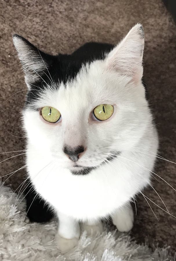 Naughty cat stock photo. Image of black, naughty, mischievous - 93925444