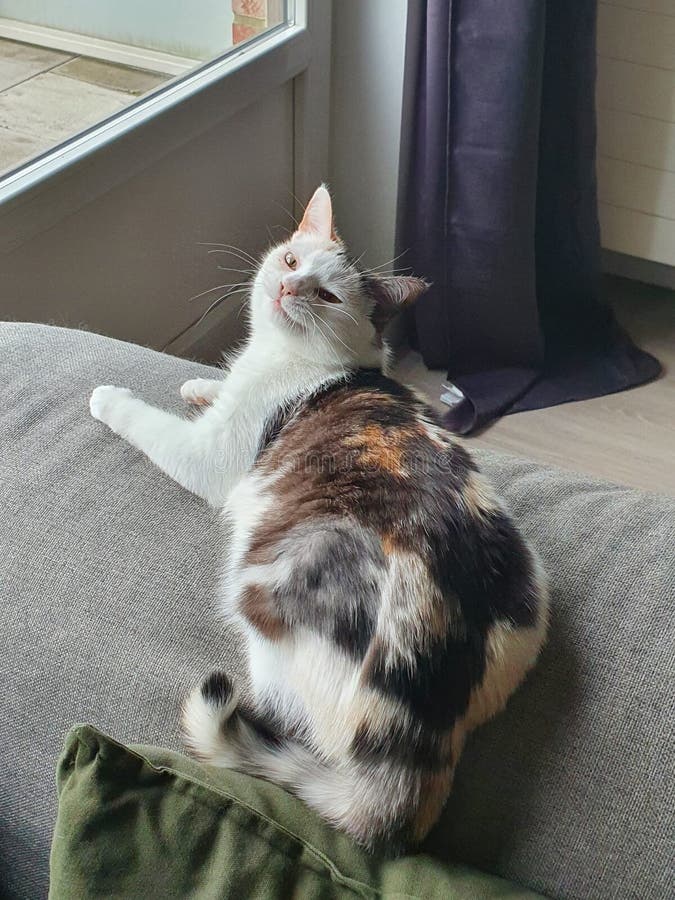 Naughty cat in the house stock photo. Image of naughty - 245469494