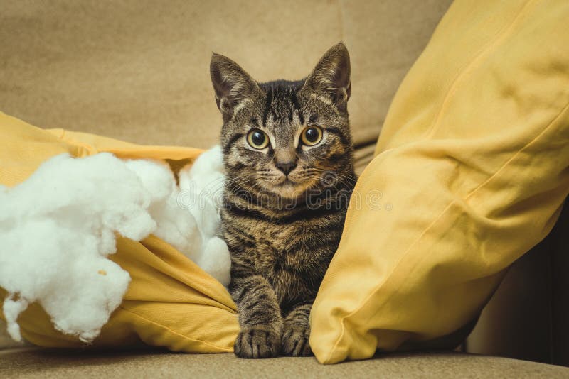 Naughty cat stock image. Image of look, cute, lovely - 141386745