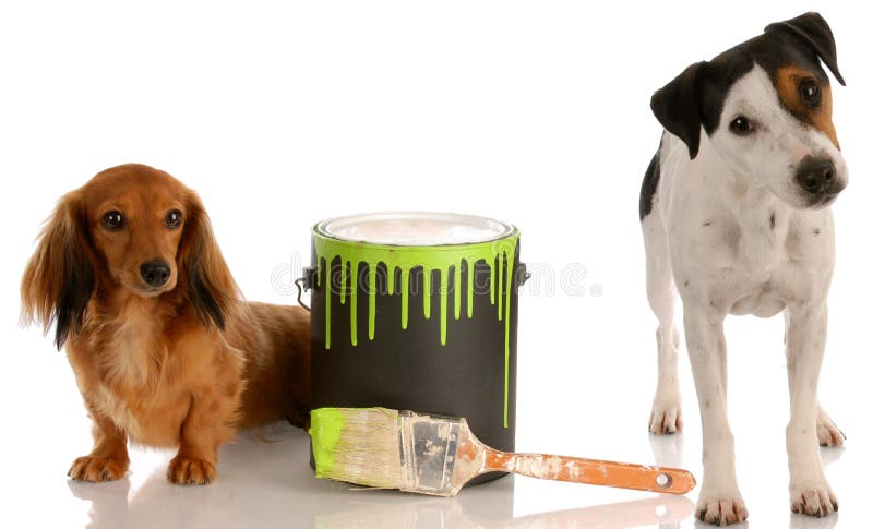 Naughty dogs stock image. Image of idea, concept, pigment - 11854501