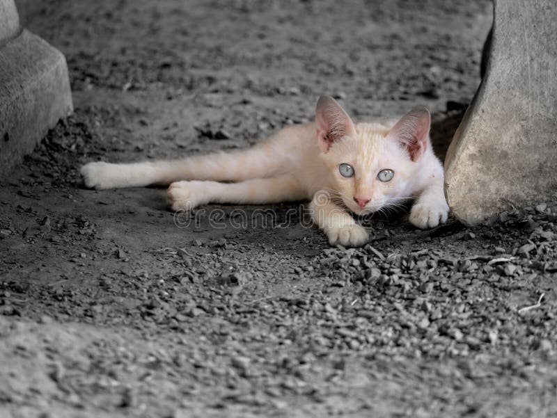 Naughty Kitten Crouching stock photo. Image of feline - 164736246