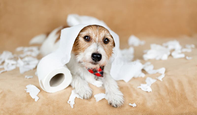 Naughty Mischievous Dog after Chewing Toilet Paper, Puppy Hyperactivity ...