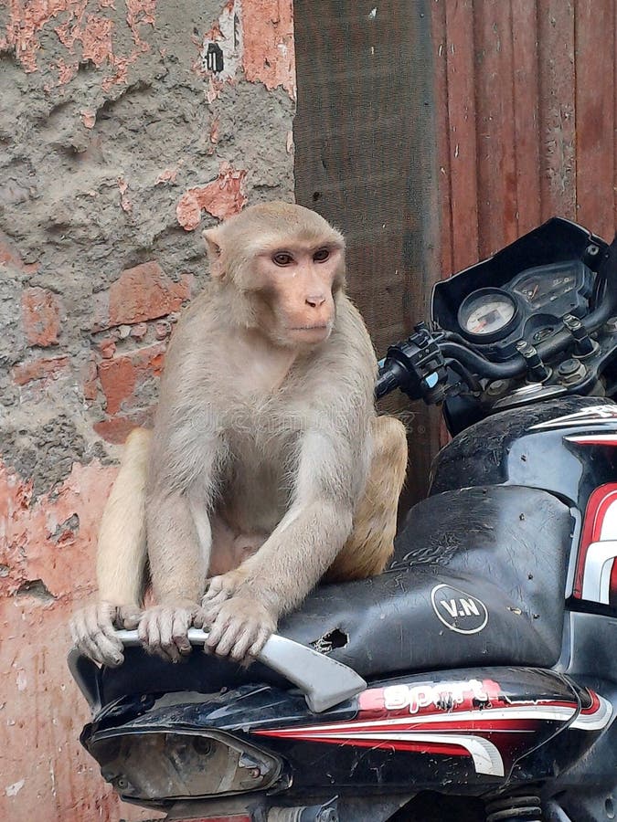 Monkey of Vrindavan stock image. Image of naughty, jungle - 340662661