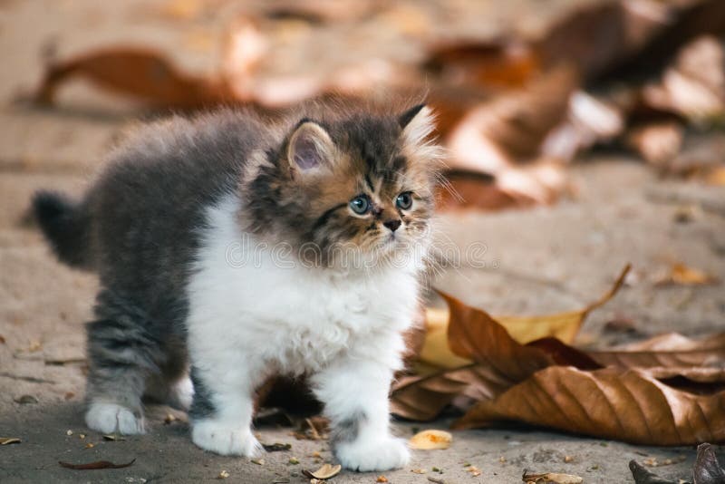 Persian Kittens, Cute Pets in the House Stock Photo - Image of furry ...