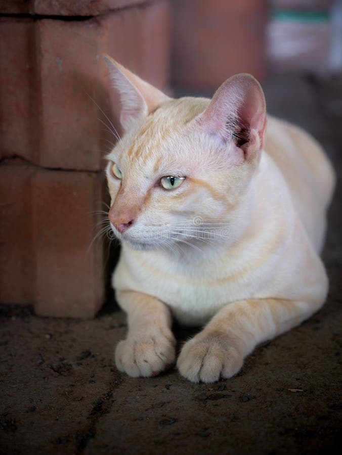 Naughty Yellow Cat Crouching Stock Photo - Image of look, flora: 258045296