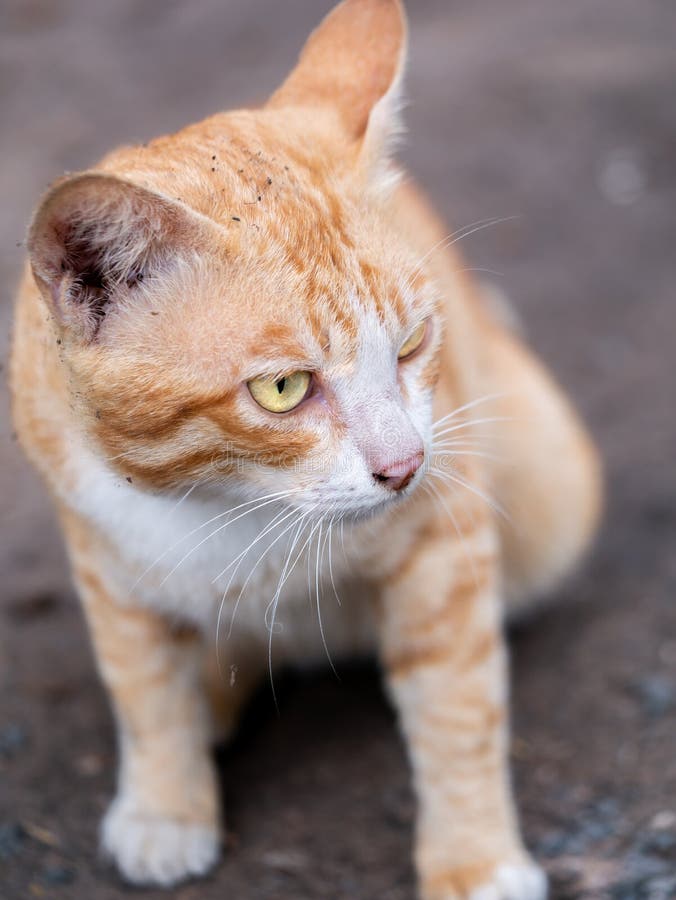 Naughty Yellow Cat Sitting stock image. Image of ground - 258103287
