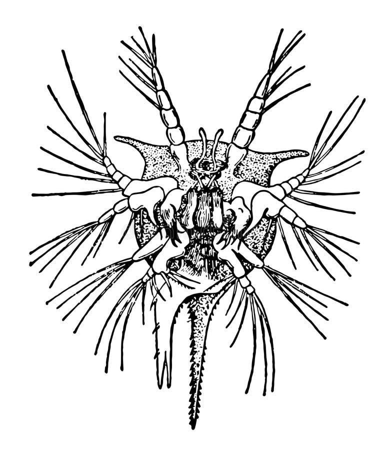 Barnacle Hull Stock Illustrations – 337 Barnacle Hull Stock ...