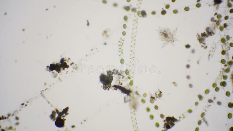 Nauplius Larva of Cyclops Under the Microscope in 4k Stock Footage ...