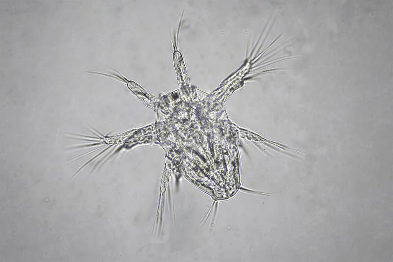 Nauplius Larva in Water Under Microscope. Stock Image - Image of small ...