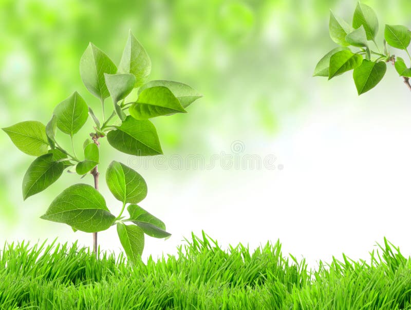Nature header and footer stock photo. Image of footer - 21354020