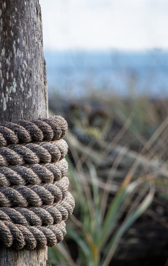 The Rope Wrapped Around the Tree Stock Image - Image of tree, wrapped ...