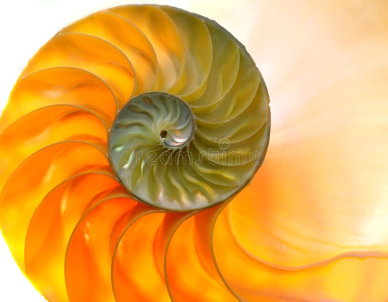 Fibbonachi Spiral in Nautilus Shell Stock Image - Image of canvas ...