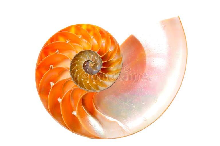 Nautilue shell section stock image. Image of seashell - 9613795