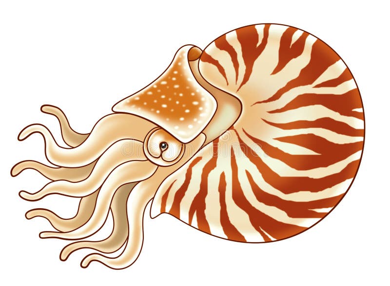 Nautilus ilustração stock. Ilustração de arredondado - 20867767