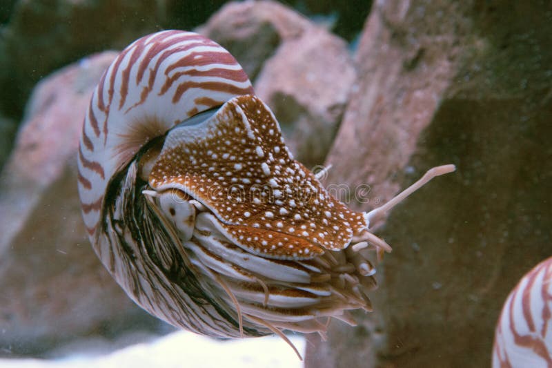Prehistoric nautilus shell stock photo. Image of fossil - 39079124