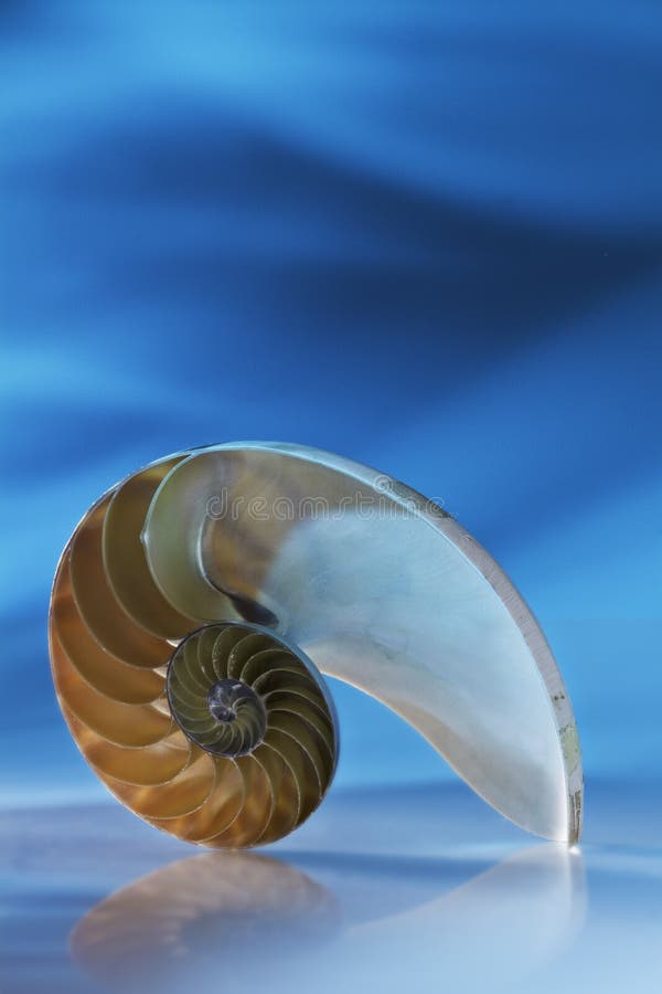 Nautilus en color azul imagen de archivo. Imagen de cubo - 109412141
