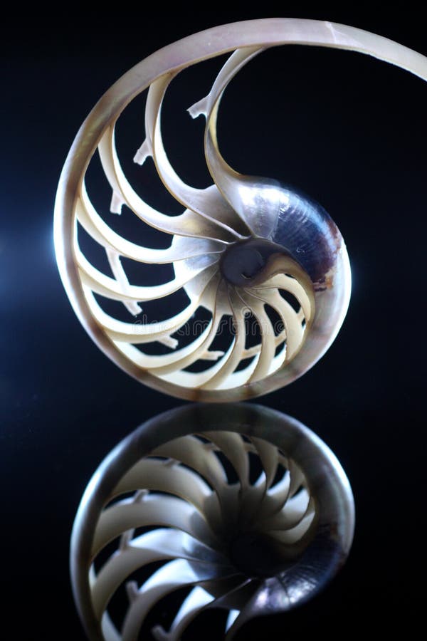 Nautilus shells stock image. Image of extreme, geometry - 36146849