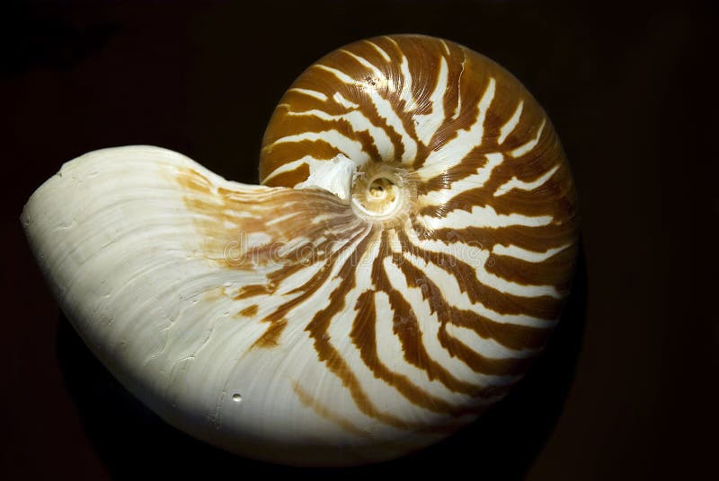 13,041 Nautilus Photos - Free & Royalty-Free Stock Photos from Dreamstime
