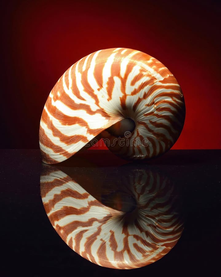 Nautilus shell stock image. Image of perfection, abstract - 39848721