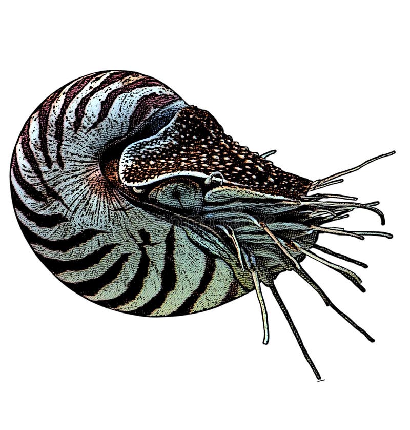 Nautilus Color stock illustration. Illustration of coastline - 54208366